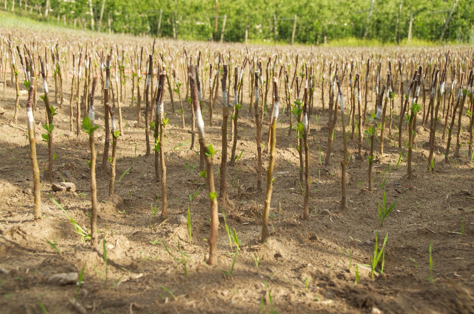 Apples and Asclepias: Our New Grafted Apple Trees