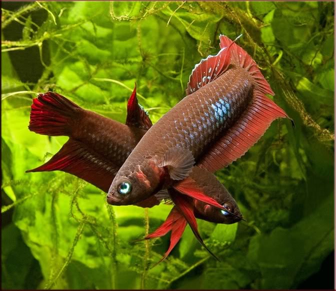 Wine Red Betta - Betta coccina ~ Nice Betta