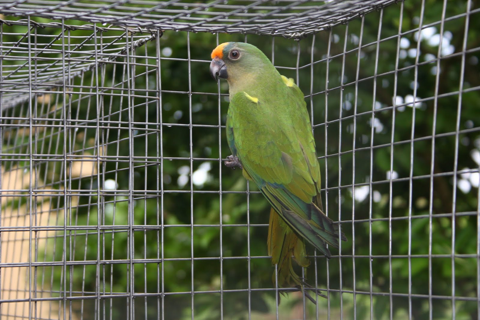 CRIADOURO MANDARIM: ARATINGA AUREA (PERIQUITO REI)