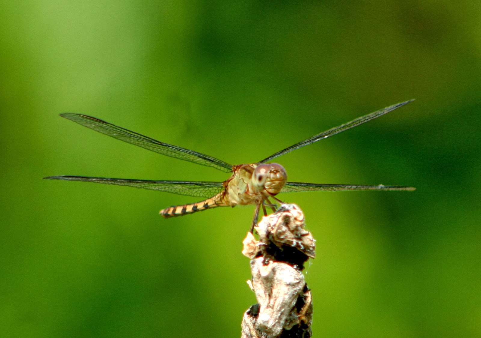 South Englishtown Gazette: Time and Other Things That Fly