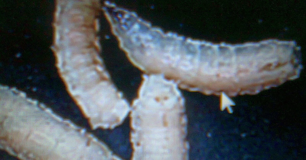 AGRO-VETERINARY BUSINESS .: MYIASIS IN DOGS.