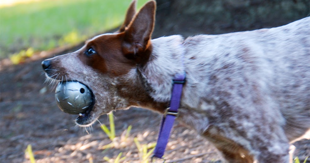 The Dog Geek: Product Review: Planet Dog Diamond Plate Ball