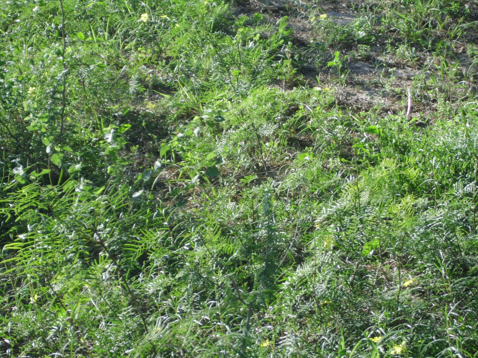 Terlingua Dreams: A tour of our weed infested yard
