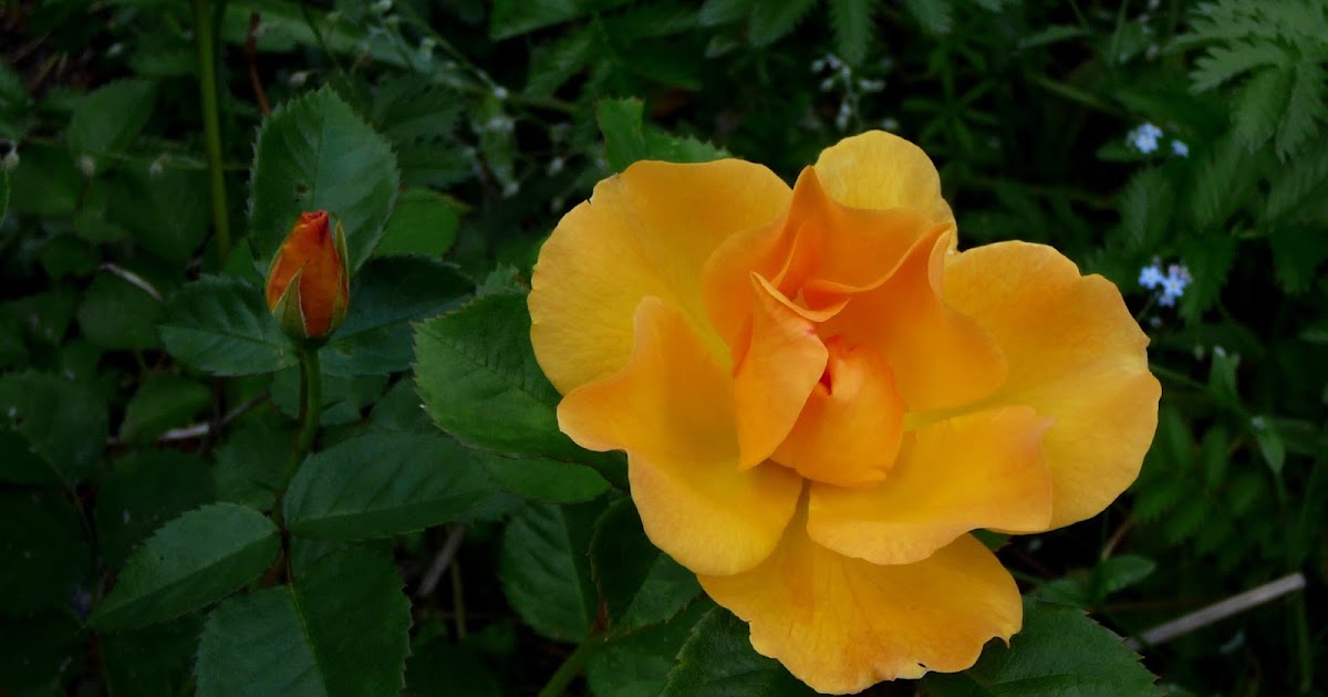 Tontun piha: Muutama uusi ruusu