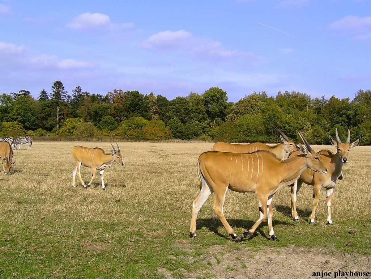 LOLLAND FOTOS: KNUTHENBORG SAFARIPARK