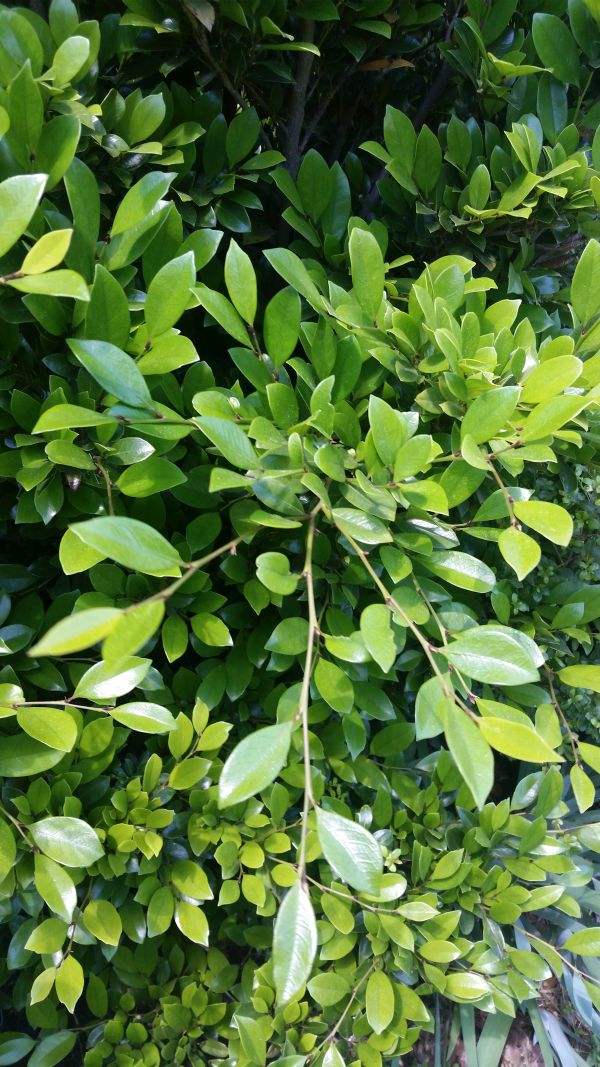 Future Plants by Randy Stewart: Isu Tree