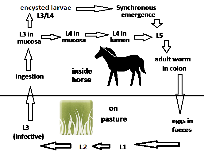Lyons and other animals: A can of worms...
