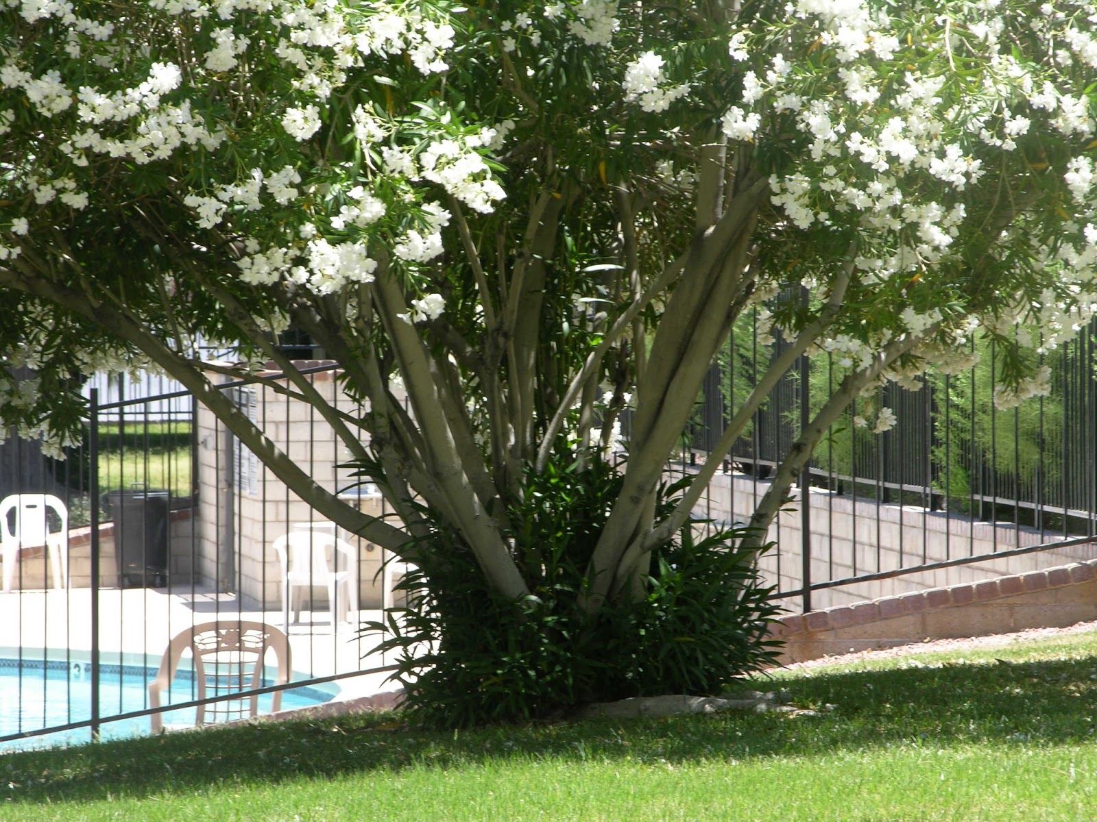 Xtremehorticulture of the Desert: Pruning Oleander into a Multi-Trunked ...