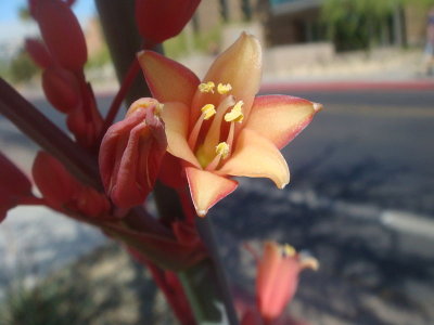 New Mexico Enchantment: Red Yucca