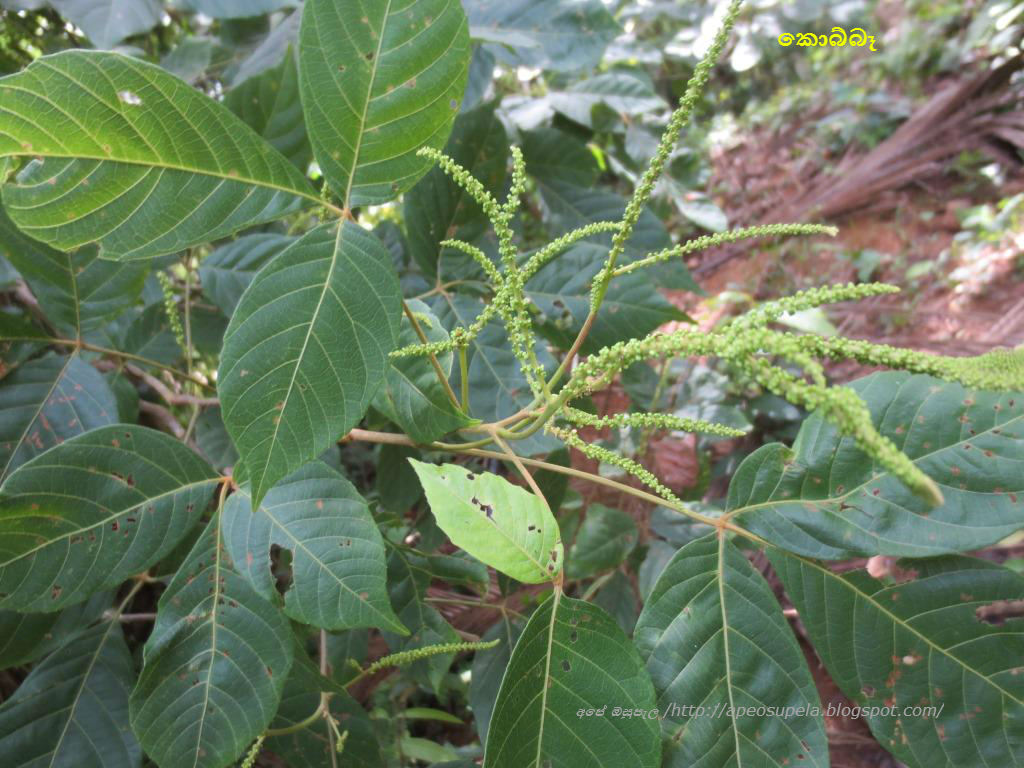 කොබ්බෑ [Kobbe] (Allophylus cobbe) ~ අපේ ඔසුපැළ Medicinal Plants of Sri ...