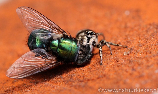 De Huiszebraspin is een soort springspin