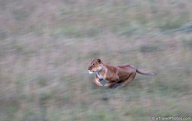 Encyclopedia: Lion Running