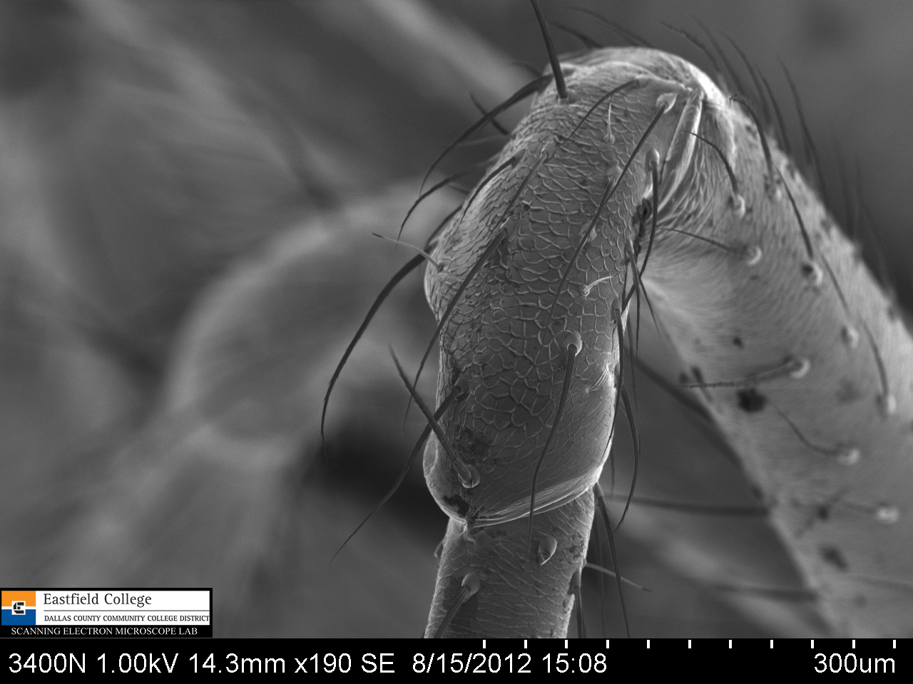 Scanning Electron Microscope Blog: Itsy Bitsy Spider - The Scanning ...