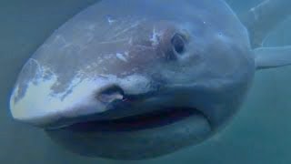 Video: Prehistorische haai opgevist voor kust Japan