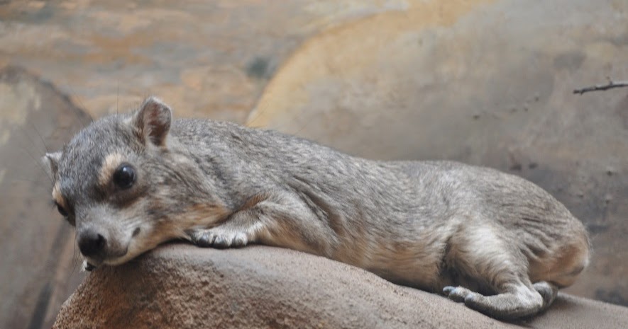 ZOOTOGRAFIANDO (6.100 ANIMALS): DAMÁN ROQUERO DE BRUCE / YELLOW-SPOTTED ...