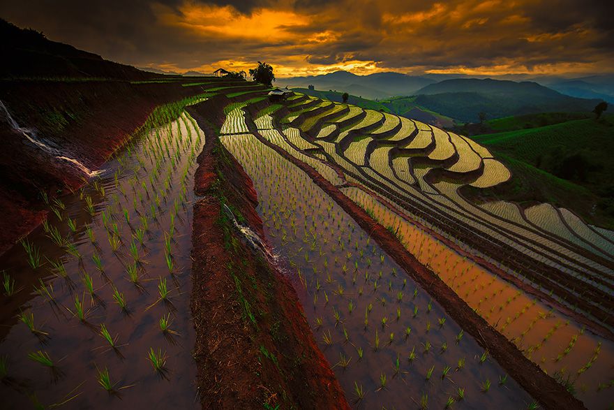 17 Gambar Pemandangan Sawah Hijau yang Indah | Gambar Pemandangan