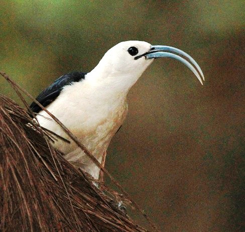 SICKLE BILLED BIRDS photos - wallpapers | the fun bank