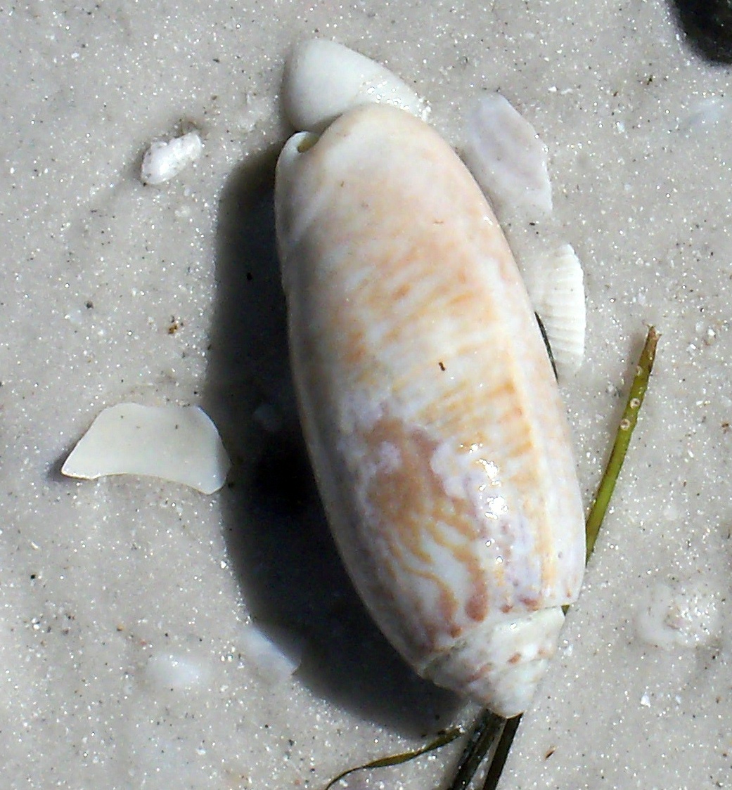 Southwest Florida Shoreline Studies: Olive Snail on Lido Beach