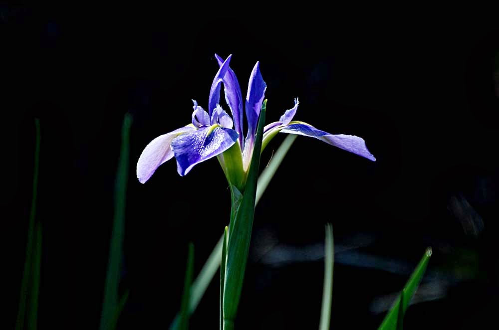 Space Coast Wildflowers: Tosohatchee WMA, March 9, 2014: Irises