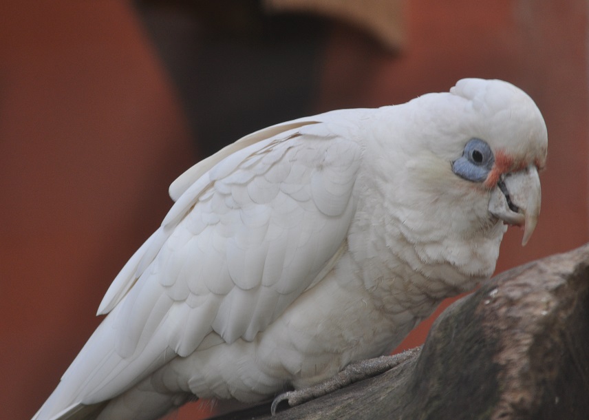ZOOTOGRAFIANDO (6.100 ANIMALS): CACATÚA CAVADORA / WESTERN CORELLA ...