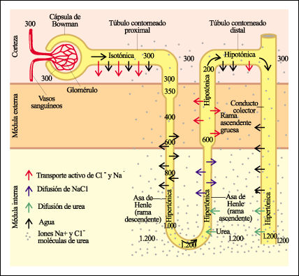 El Húmero: Fisiología Renal