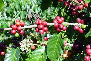 Coffee Guide: Kahve Çekirdekleri