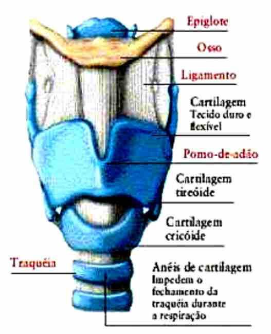 FONOAUDIOLOGIA NO SEU COTIDIANO: A Laringe x Anatomia x Processos ...