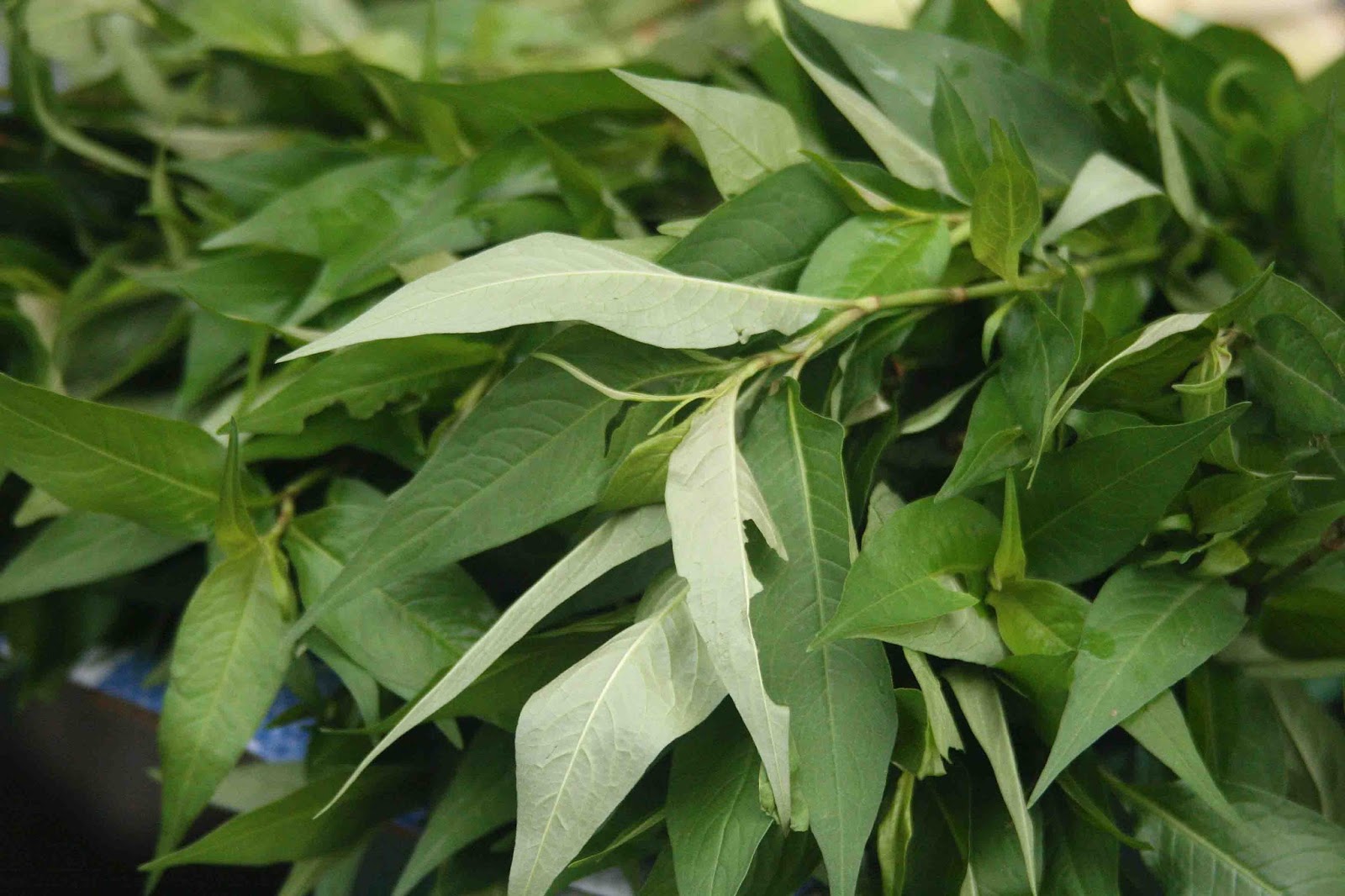 Glossary ~ Resepi Terbaik