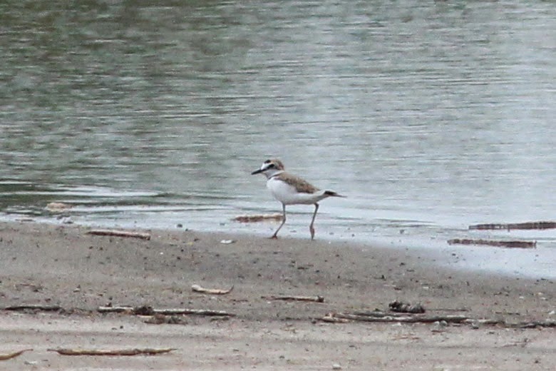 Antshrike's Bird Blog: Collared Plover at Hargill or I'm back Baby! 8/2/14