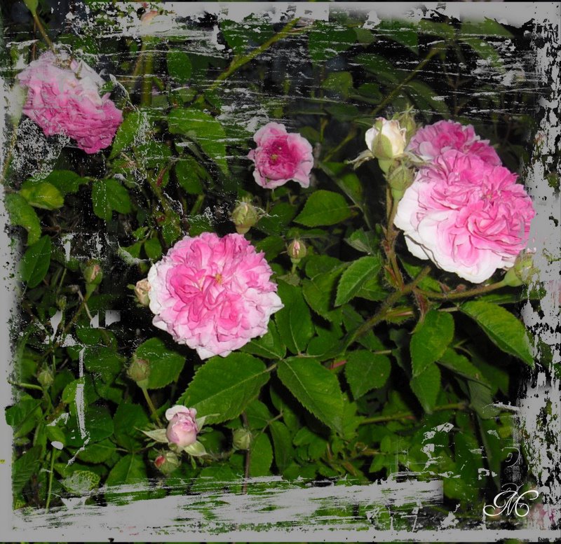 Rose Romanticism: Vadrózsa...