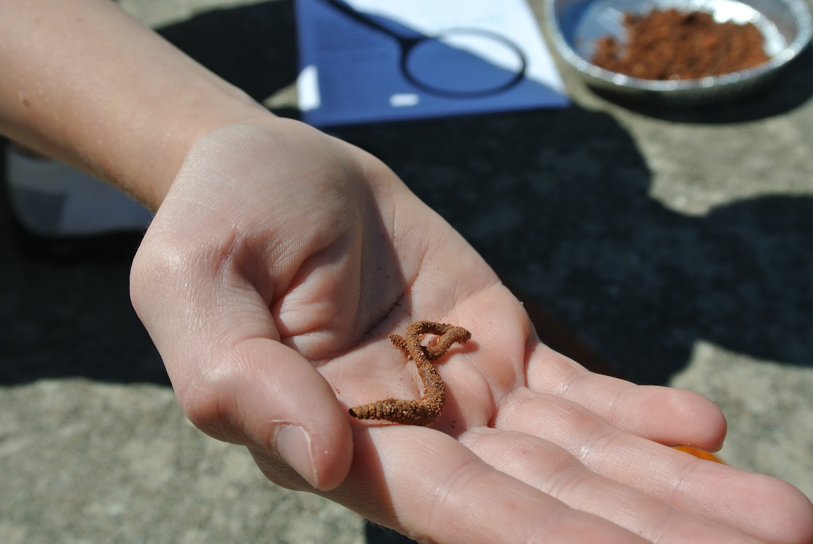 The Bubblegum Tree: Earthworm Investigation and an Earth Day Giveaway!