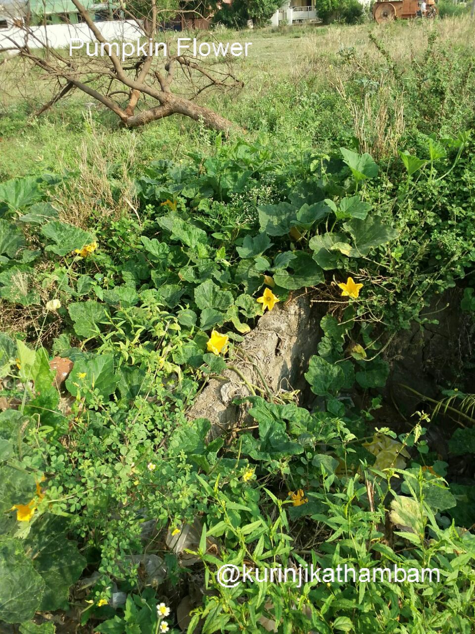 Flowers from My Cam: 14. Poosani Poo / Pumpkin Flower ~ Kurinji Kathambam
