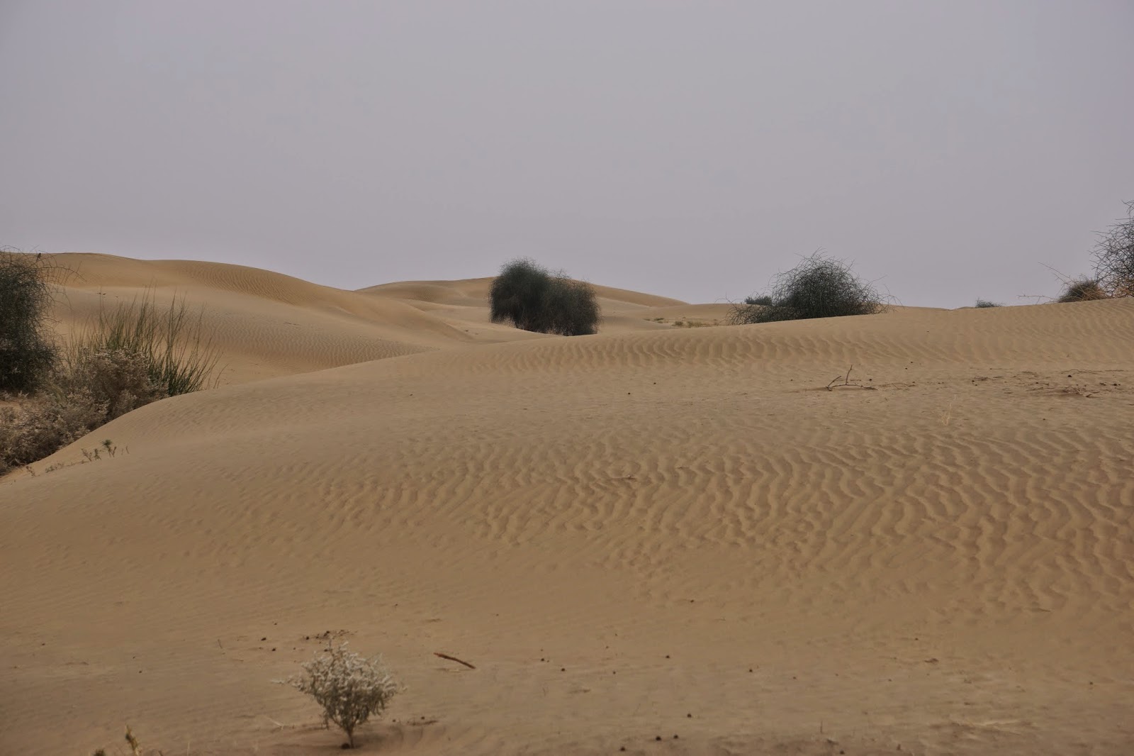 The Thar desert on a winter morning