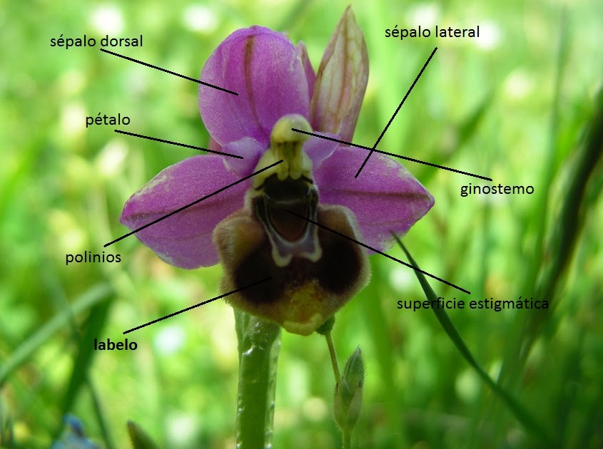 Orquídeas de la Montaña Palentina: La orquídea. Sus partes.