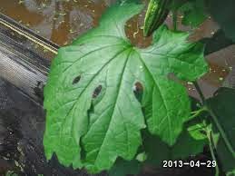 11 manfaat daun pare yang berkhasiat untuk kesehatan tubuh | Tampil ...