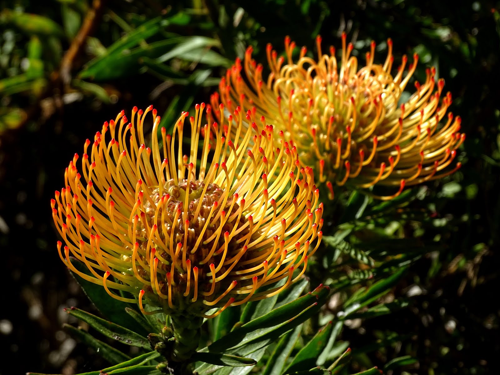 Proteaceae Isolated On
