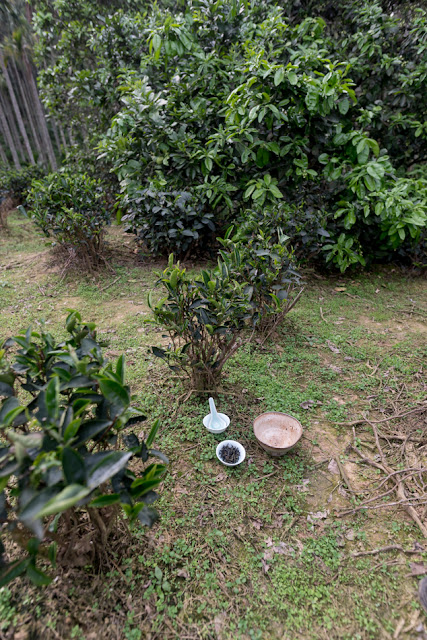 Tea Masters: Experiencing the tea-nature connection in a tea plantation