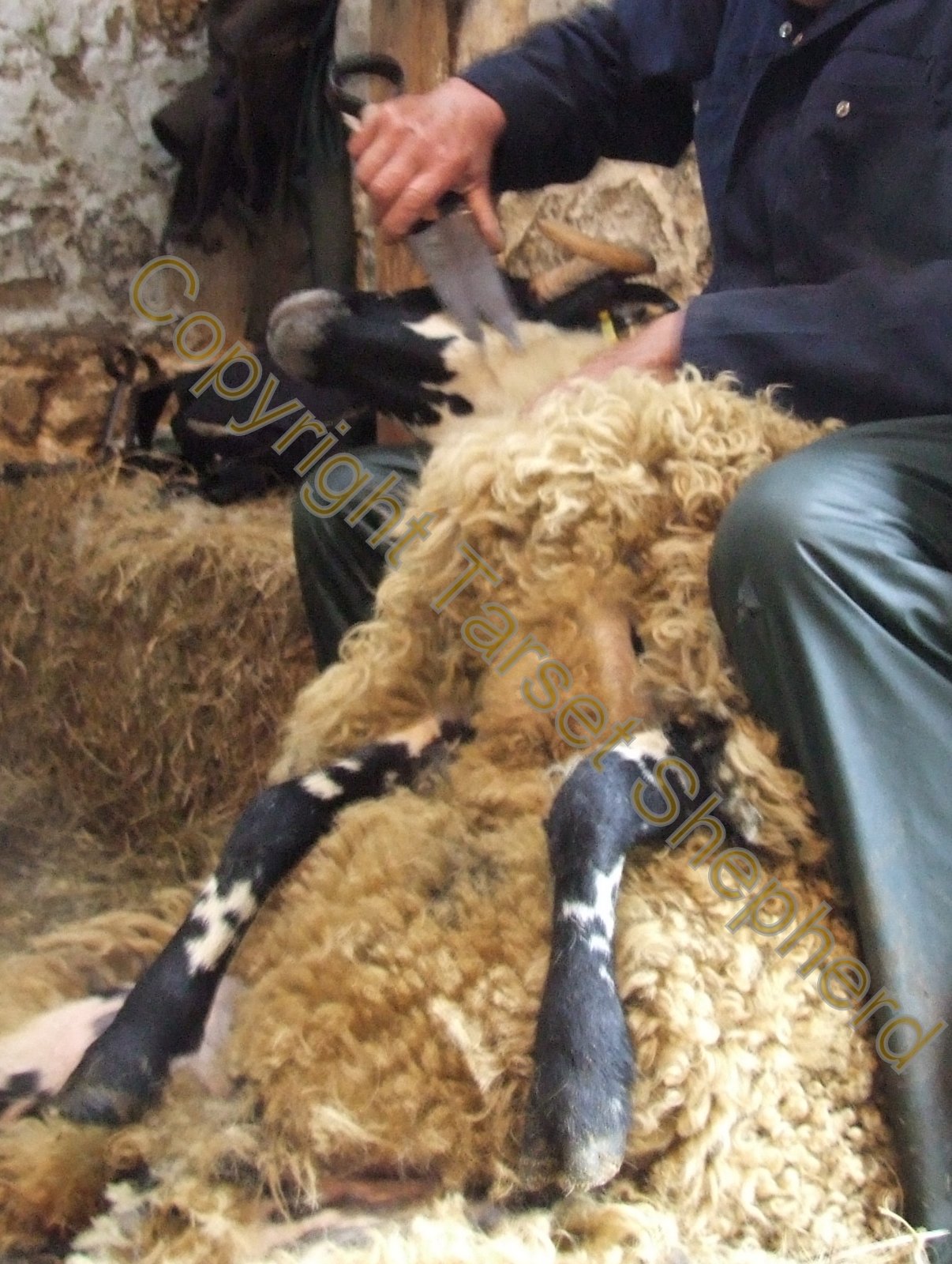 Shepherd's blog: September 2012