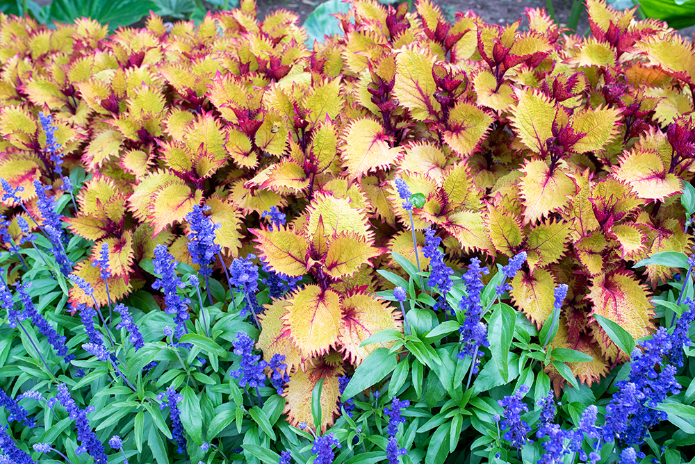 Coleus Colors From Sun to Shade