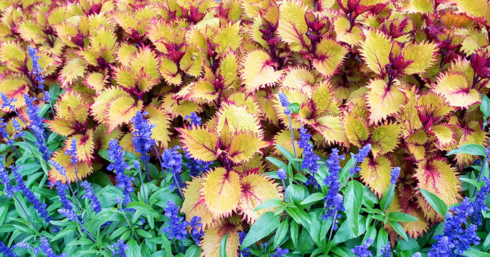 Coleus Colors From Sun to Shade