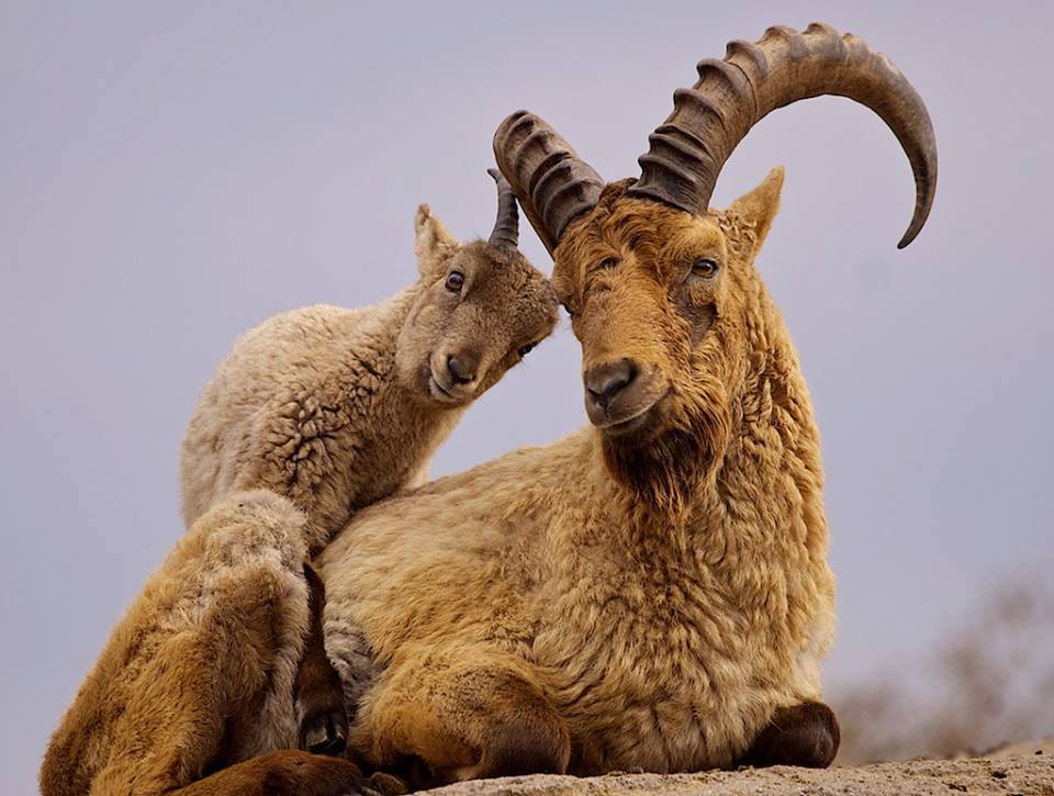 O Maravilhoso Mundo Animal: Ibex-ibérico, íbex-dos-alpes ou cabra-montesa