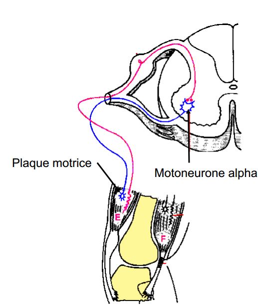 Un médecin du sport vous informe: La performance physique