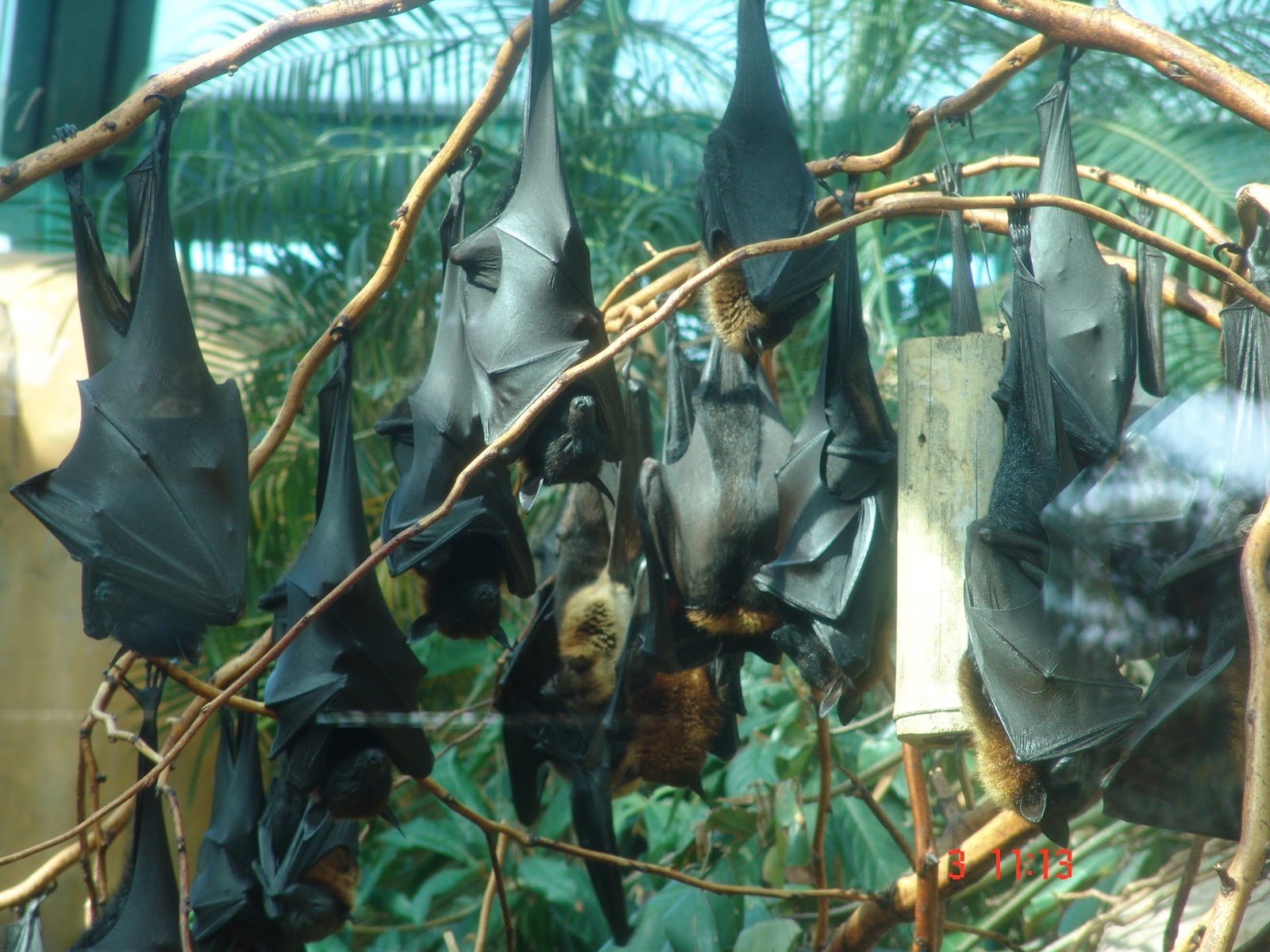 Viagens e curiosidades: PARQUE TEMAIKEN-ARGENTINA