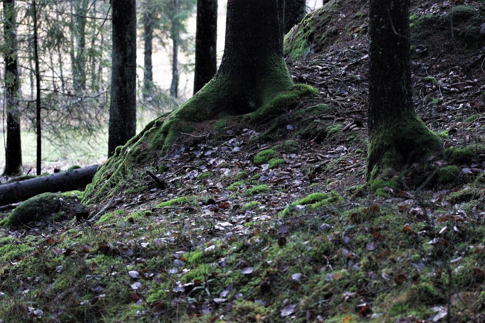 hagen vår: Mose, grønn skog og grønt landskap