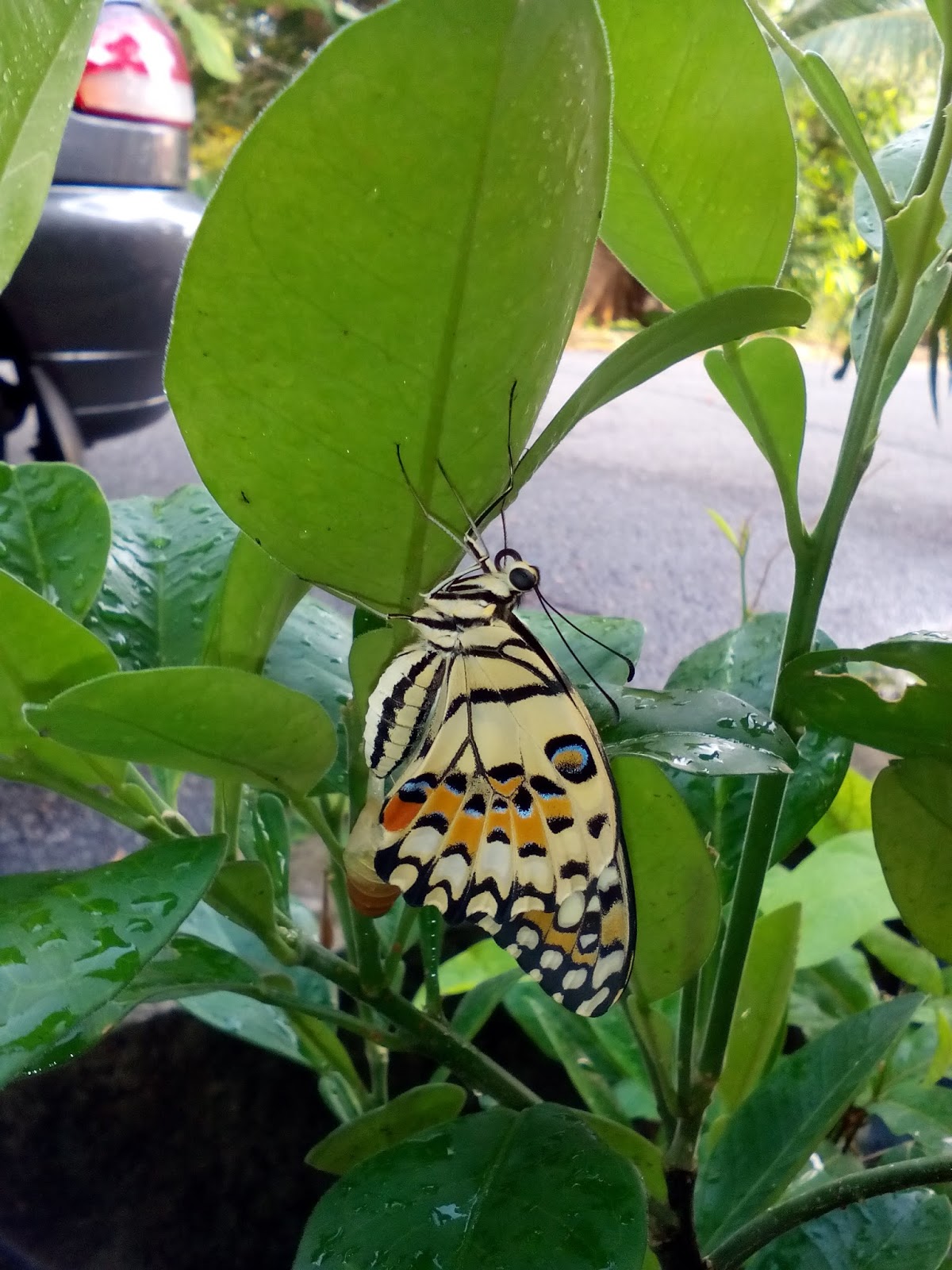 My AGRI LOG: PEMERHATIAN MENGENAI KITARAN HIDUP RAMA-RAMA CHEQUERED ...