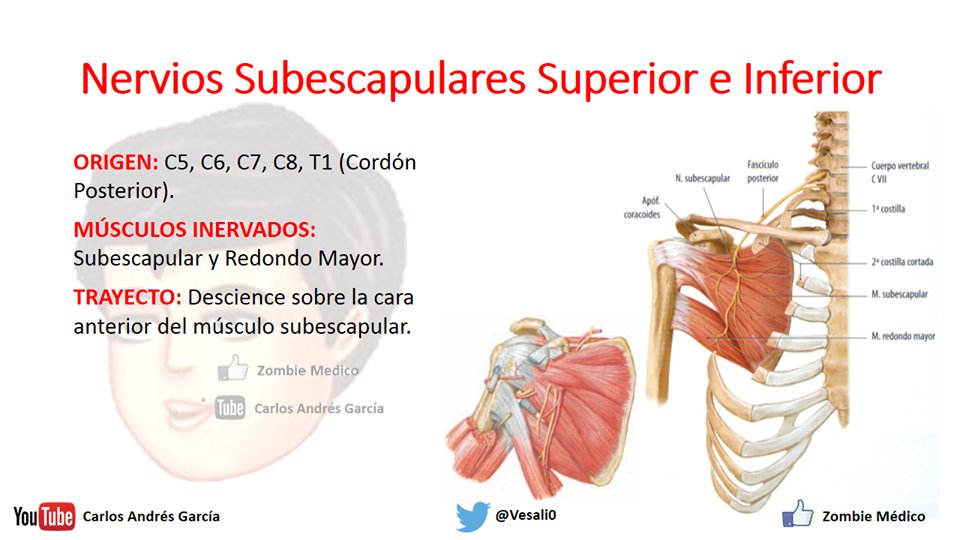 nervios subescapulares superior e inferior