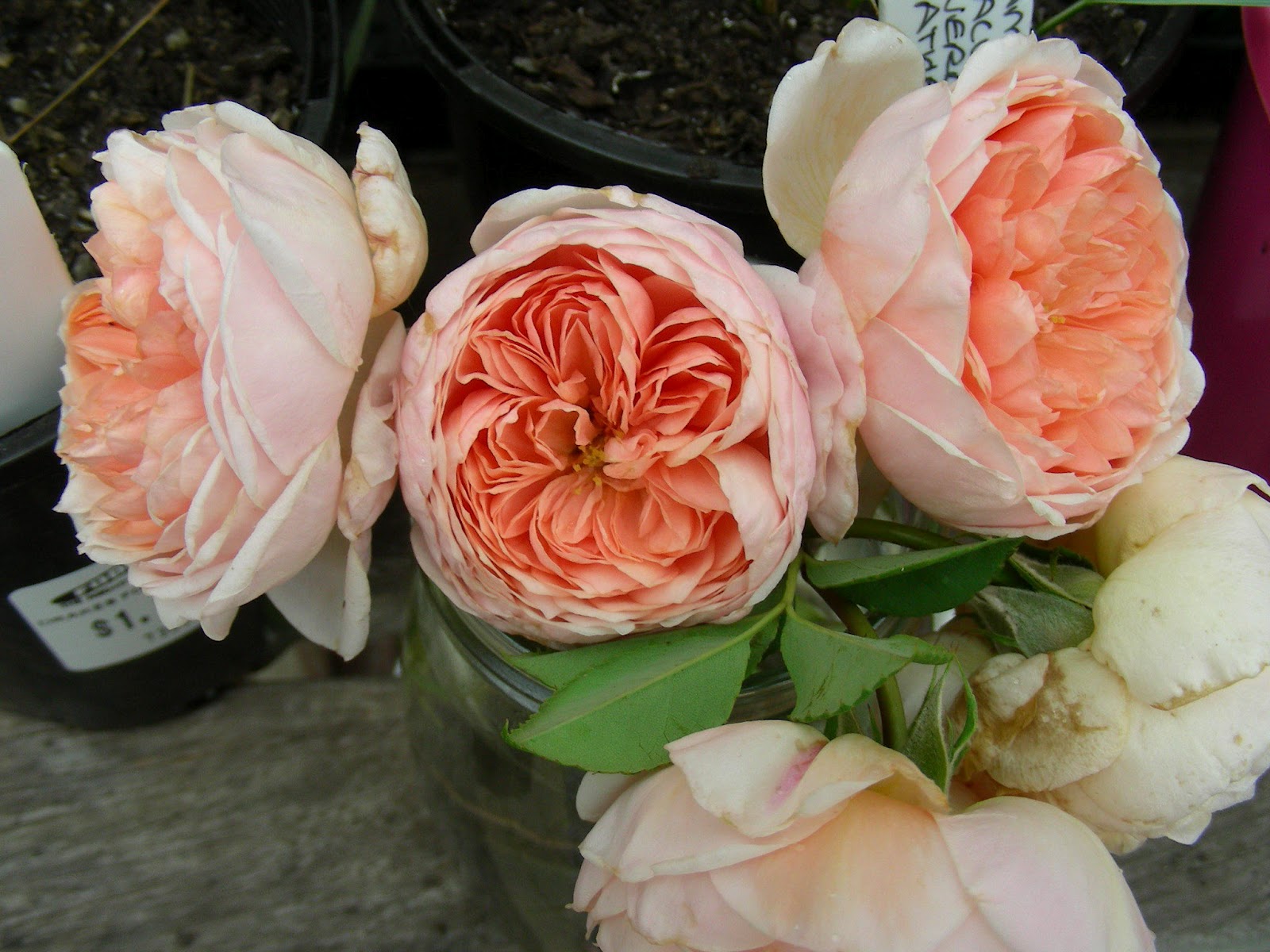 Rose Garden: David Austin Roses