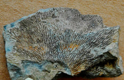 Variety of Life: Dendroidea