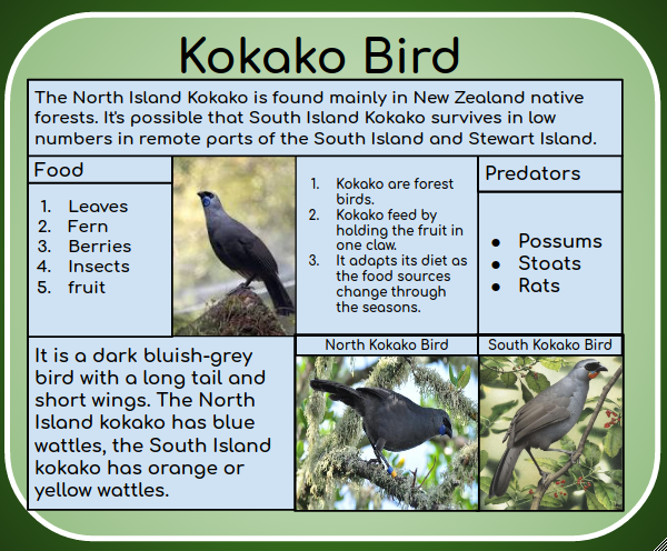 Tiava l: Kokako bird