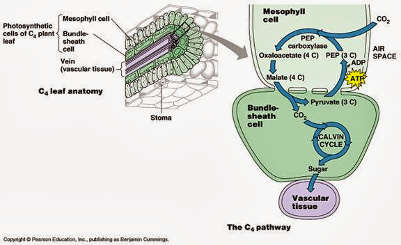 BIO1010MC: Tuesday, October 22-Notes-C4 photosynthesis